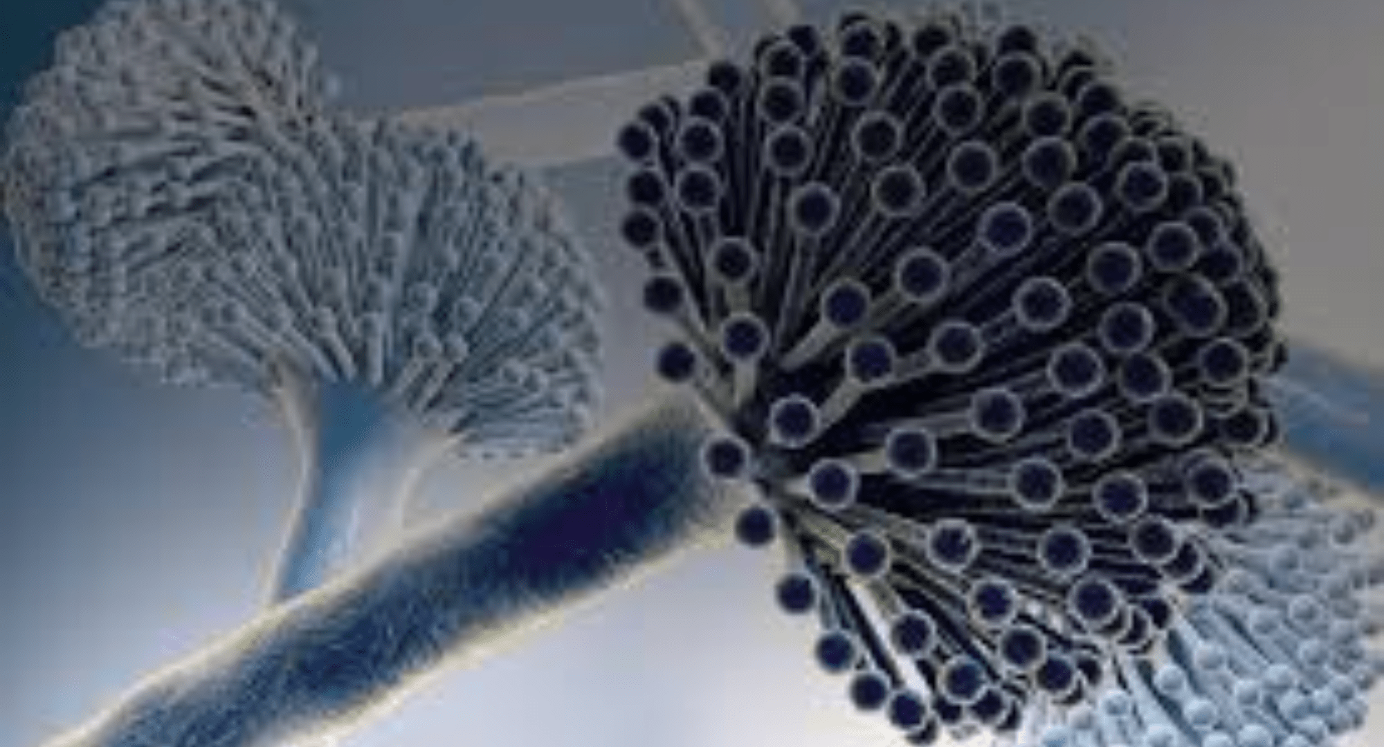 Product – Ldspharma